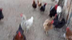 Курочки🐔