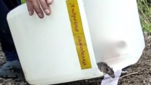 Умная мышка и пять мышеловок