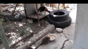 16.05.2025. Балаклавские ежи