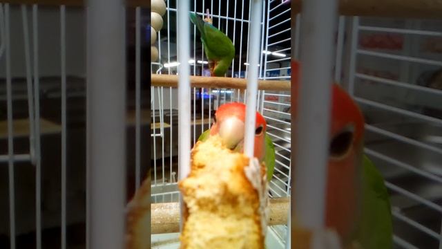 Неразлучники: поп-банкет с совещанием _20250513_130536