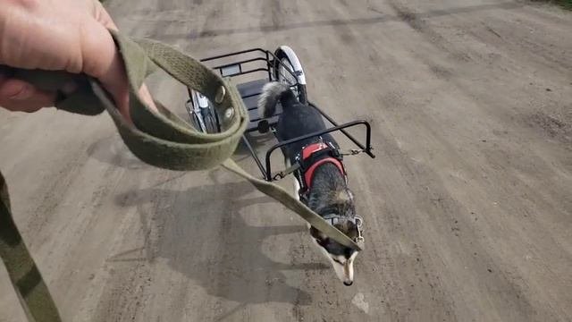 Шестой выезд Зары. Прицеп для собак Мухтар.