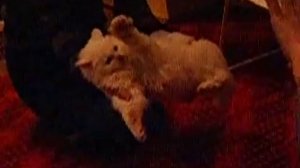 кошка и Макс