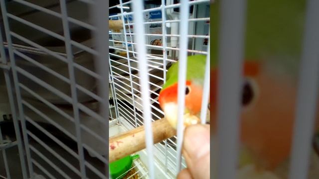 Попугаи-неразлучники: сначала мы скучали _20250513_130414