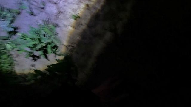 Едем в лес с Илюхой