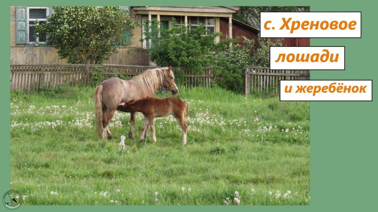 Три красивые лошади пасутся на траве. А жеребенок бегает и ест молоко у матери. Май 2025