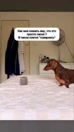 Даже собака выучила английский, а ты нет