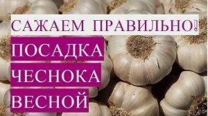 Правильная посадка чеснока весной: секреты крупных головок