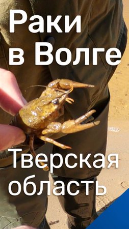 Раки в Волге / Тверская область