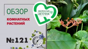 Обзор растений: эсхинантусы, бегонии королевские и цветущие, папоротники, кодиеумы, кактусы #121