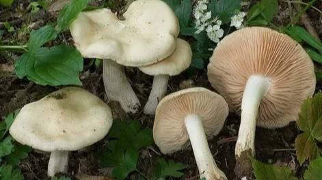 КАКИЕ ГРИБЫ МОЖНО НАЙТИ У СЕБЯ В САДУ ИЛИ ОГОРОДЕ #грибы