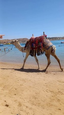 Верблюд на пляже Шарм эль Шейха
