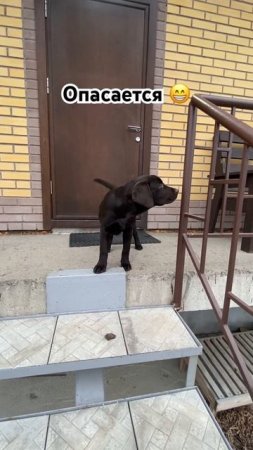 Спускаться по лестнице еще рано😁#собакадругчеловека