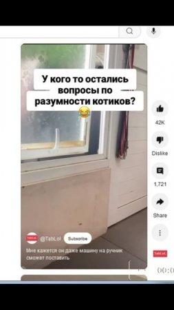 Вы еще сомневались в интеллекте котиков