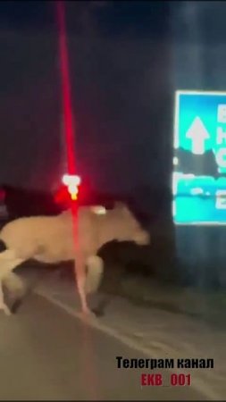 Вот такого нежданного гостя встретили на дороге между Верхней Пышмой и Среднеуральском