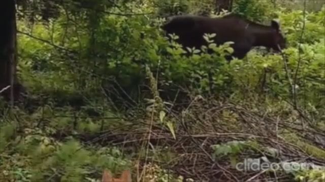 Лосик и Лось