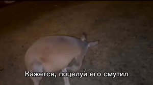 В сети нашли самый эффективный способ победить кенгуру в драке.

Запоминаем, мало ли, пригодится.