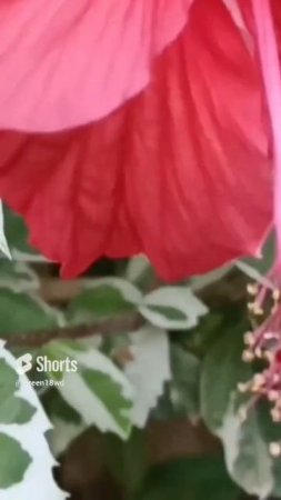 Гибискус ,китайская роза 🌹🌹🌹