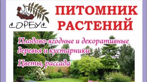 Питомник растений "СОРБУС" в Клинском районе Московской области
