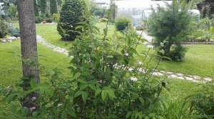 Дейция шершавая! Декоративный кустарник.