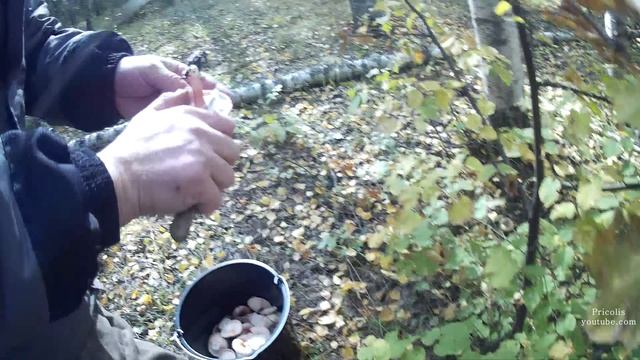 В лес за волжанками. Ищем грибы для соления. Собираем волжанки. Никологоры. Маловская  19.09.2021