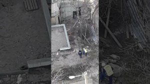 Рубка 2 деревьев г.Владивосток пр-т Красного знамени 158
