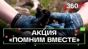 В Подмосковье высадили 6000 сосен