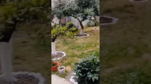 частный сектор Абхазия Гудаута ул Гарцкия 29