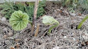 Астильбоидес пластинчатый (Astilboides tabularis) в нашем саду в мае 2025