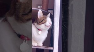 котики