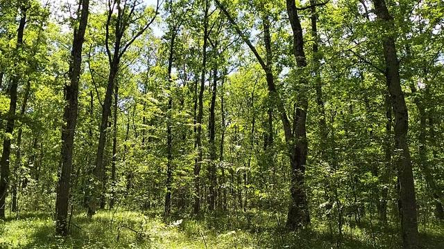 КАК ХОРОШО В ЛЕСУ🌷