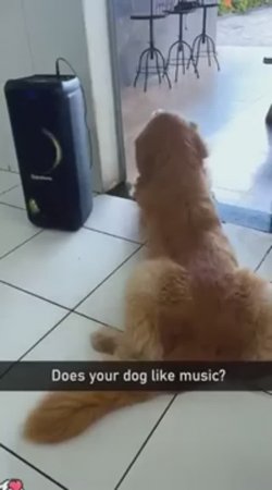 Улыбнитесь🐶потанцуем😂😂