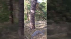 Пикник на горе. Прогулка по лесу