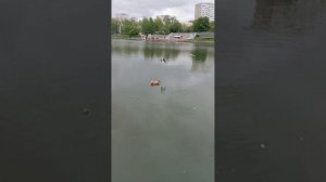 Утки-огари