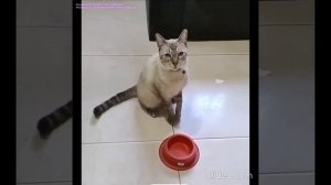 Ну когда же уже меня покормят! 😾