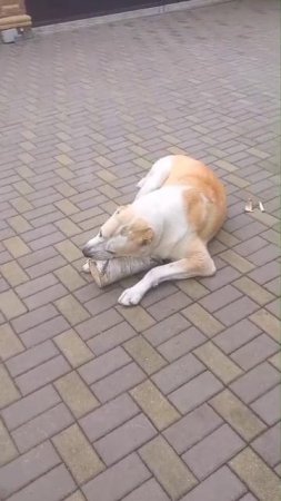 🐕 Щенок алабая выбрал необычную игрушку — настоящее бревно!