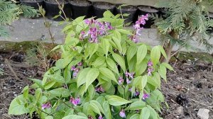 Чина весенняя (Lathyrus vernus) в нашем саду 2025