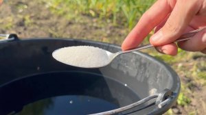 ЛОЖКА НА ВЕДРО ВОДЫ – и земля КАК НОВАЯ! Пролейте этим грунт перед посадкой для супер-урожая!