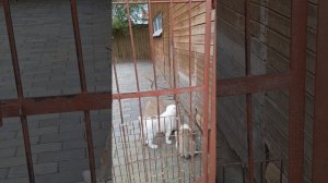 Невероятно милые карапузы ждут встречи с вами! Алабайчики на связи