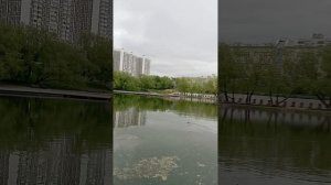 Утята-огарята