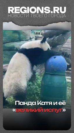 Панда Катя и её великий испуг