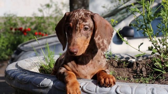 Фокусник из Страны Грез