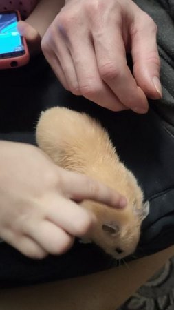 Хомячок ❤️