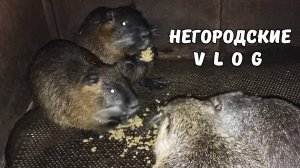 НУТРИИ остановились в росте? Без разговоров скучно... 14.05.25