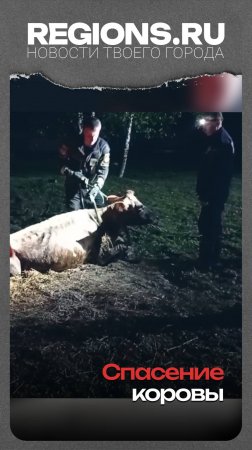 Спасение коровы в Солнечногорском округе