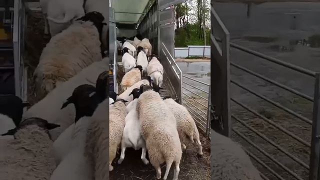 Племенные бараны дорпер едут на выставку