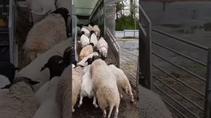 Племенные бараны дорпер едут на выставку