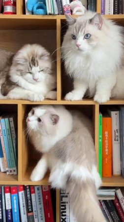 КОТЫ Ссорятся! Кто взял КОТЛЕТКИ ! 😂