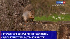 Петербургские зоозащитники обеспокоены снижением популяции городских белок