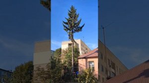 Удаление Ели частями в Саратове специалистом
