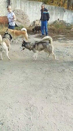 Подготовка к выставке
